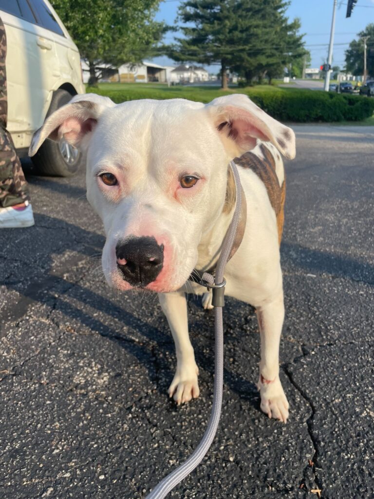 Donate to the Spirit Fund! - Animal Care Society